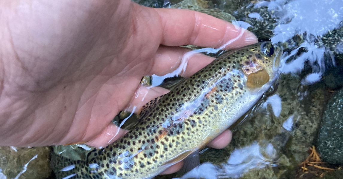 StEELhead Discoveries Series - Part 6 | Native Fish Society